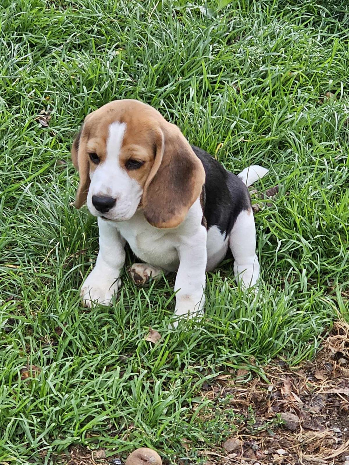 BEAGLE/BIGL MLADIČI z FCI RODOVNIKOM