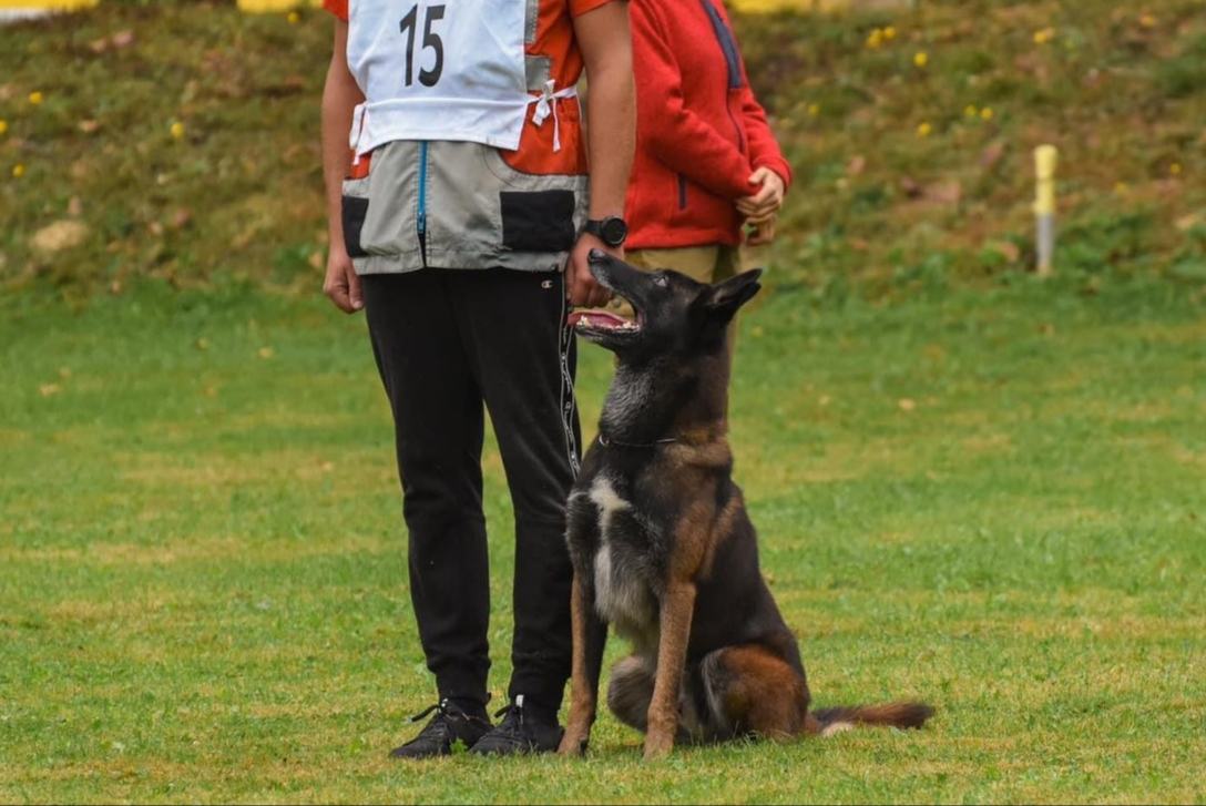Belgijski ovčar, Belgijski ovčarji, Malinoa, Malinois