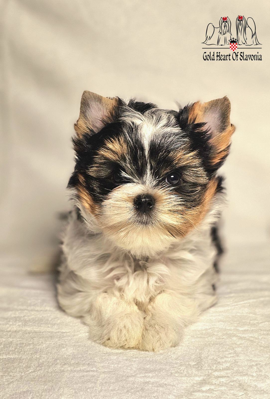 Biewer terrier Yorkshire terrier yorki,jorkšir terier ,jorki mini