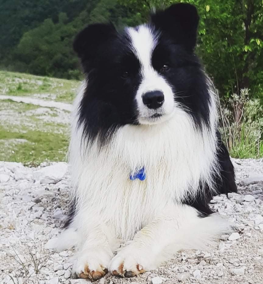 Border Collie Lauranas Pride mladiči
