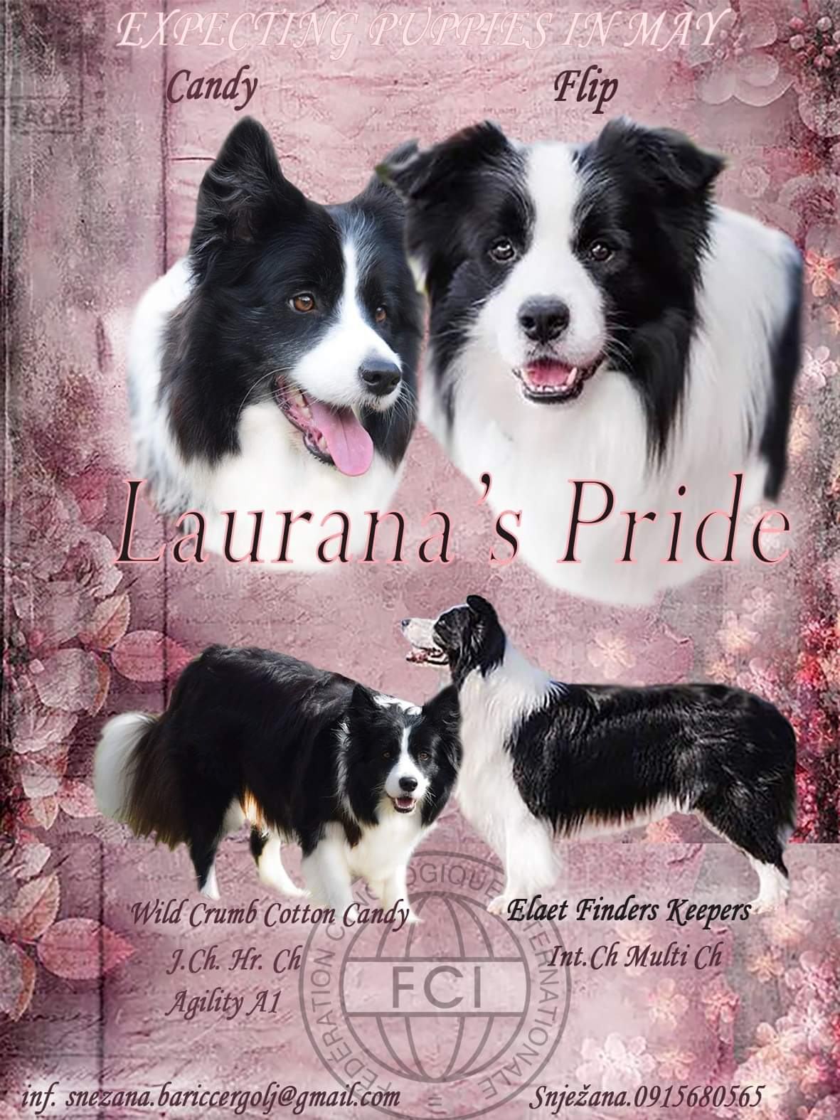 Border Collie Lauranas Pride mladičke
