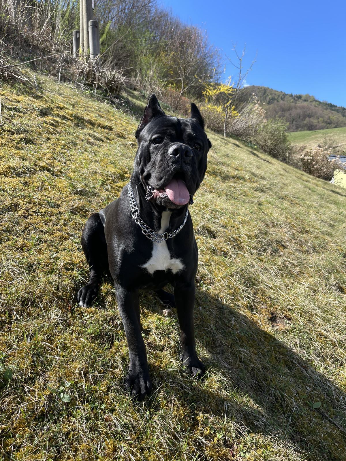Cane Corso prodaja