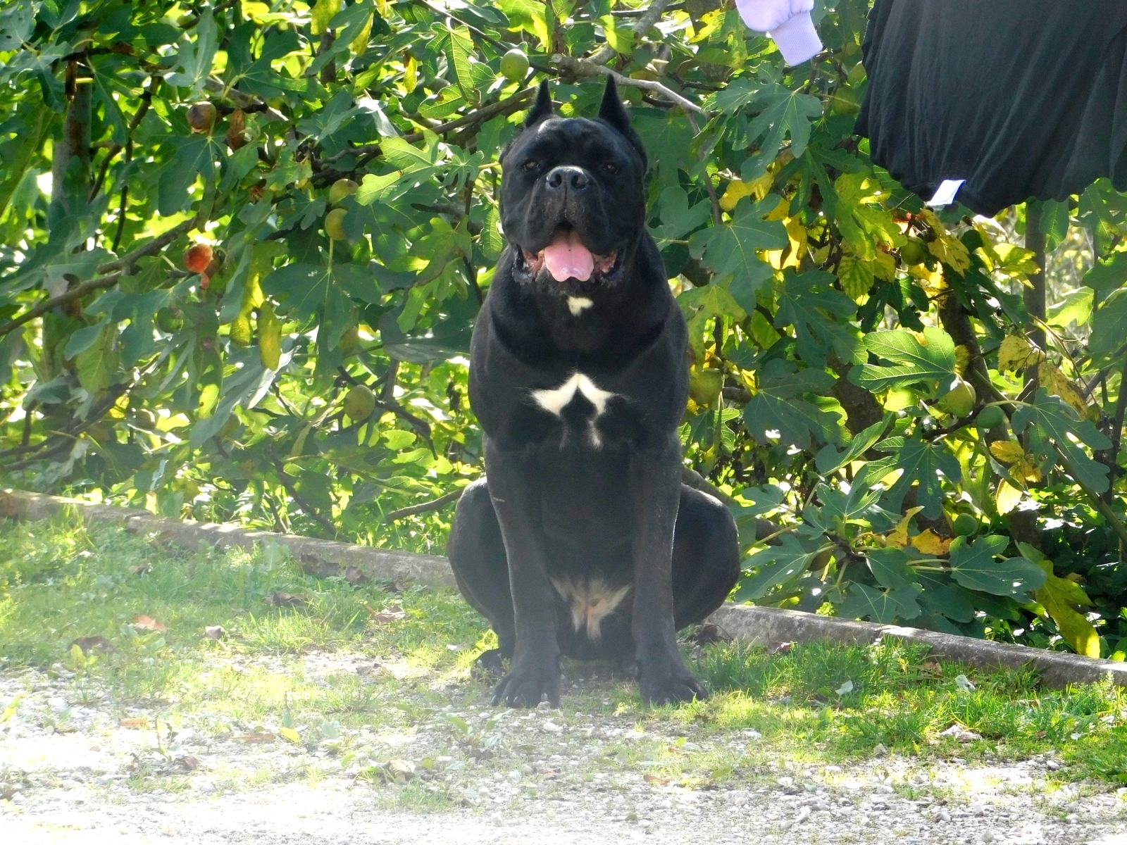 Cane corso rodovniška psička