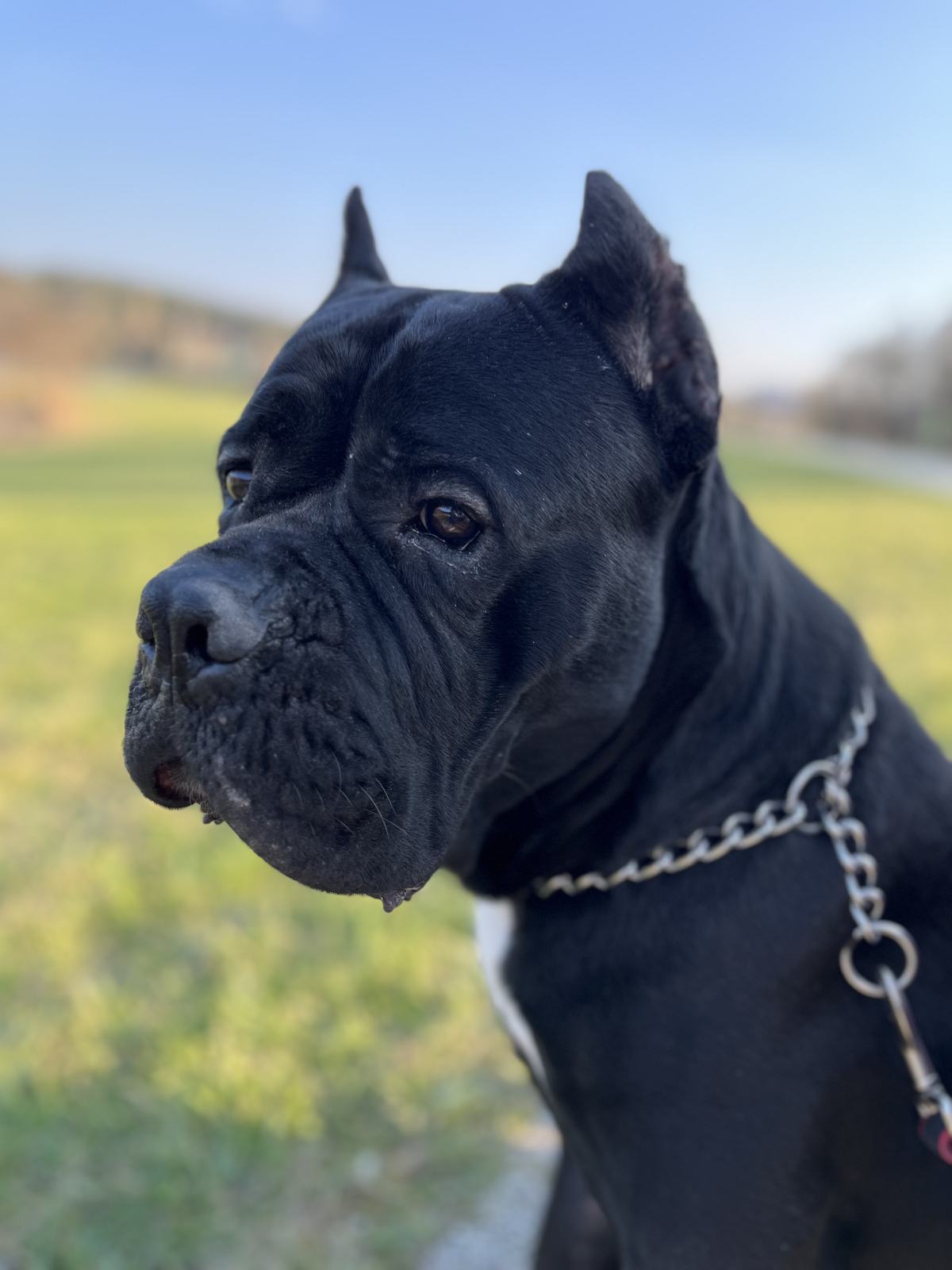 Prodam Cane Corso