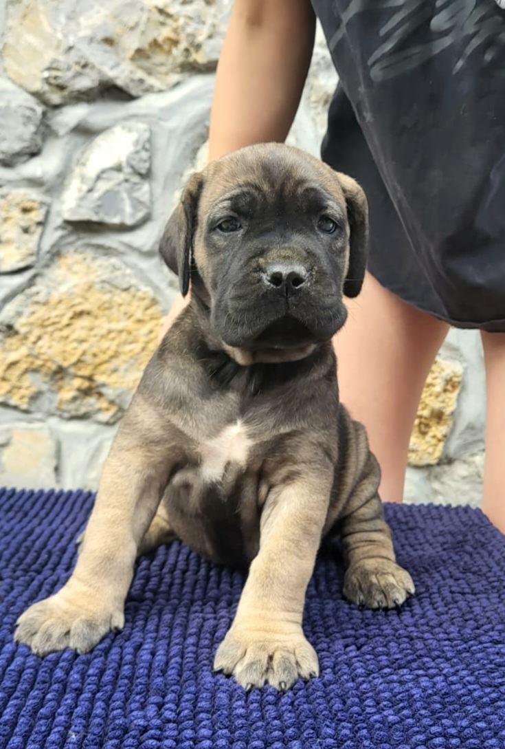 Cane corso