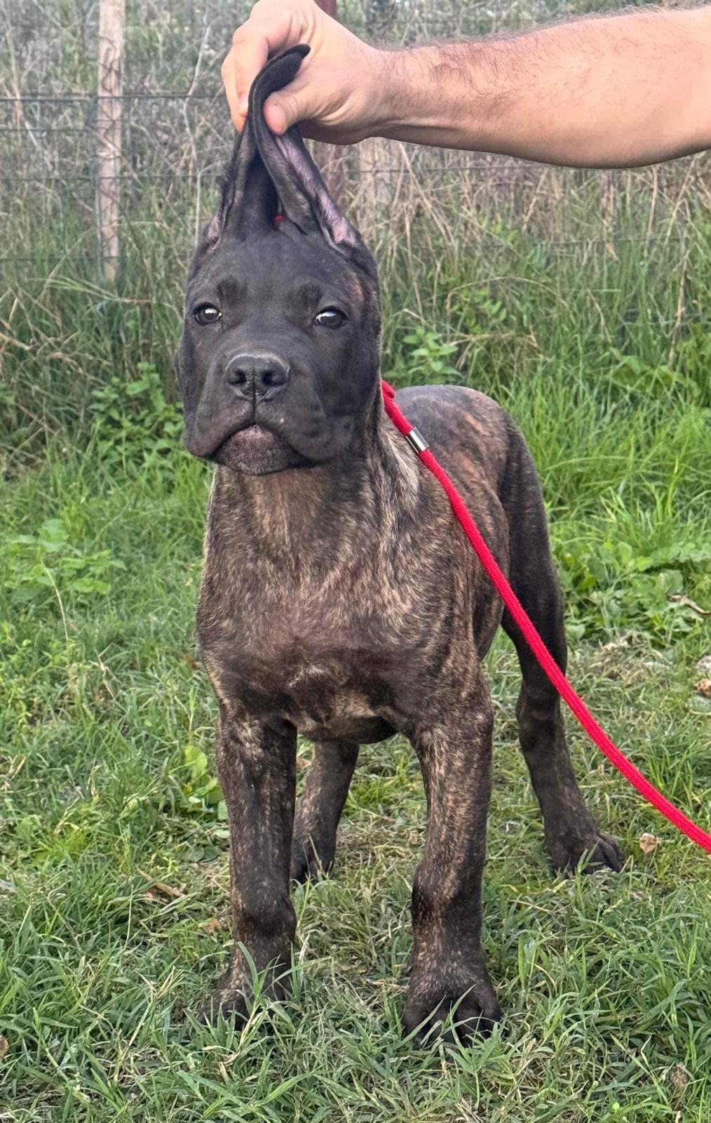 Cane Corso mladički