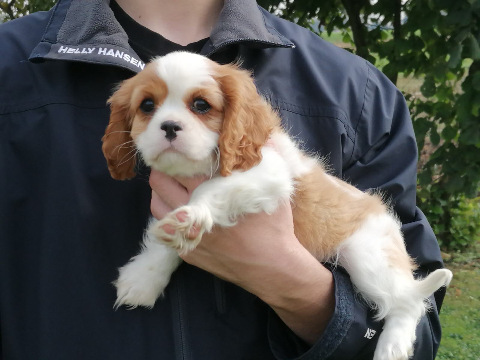 Cavalier king Charles spaniel – kavalir španjel mladiči