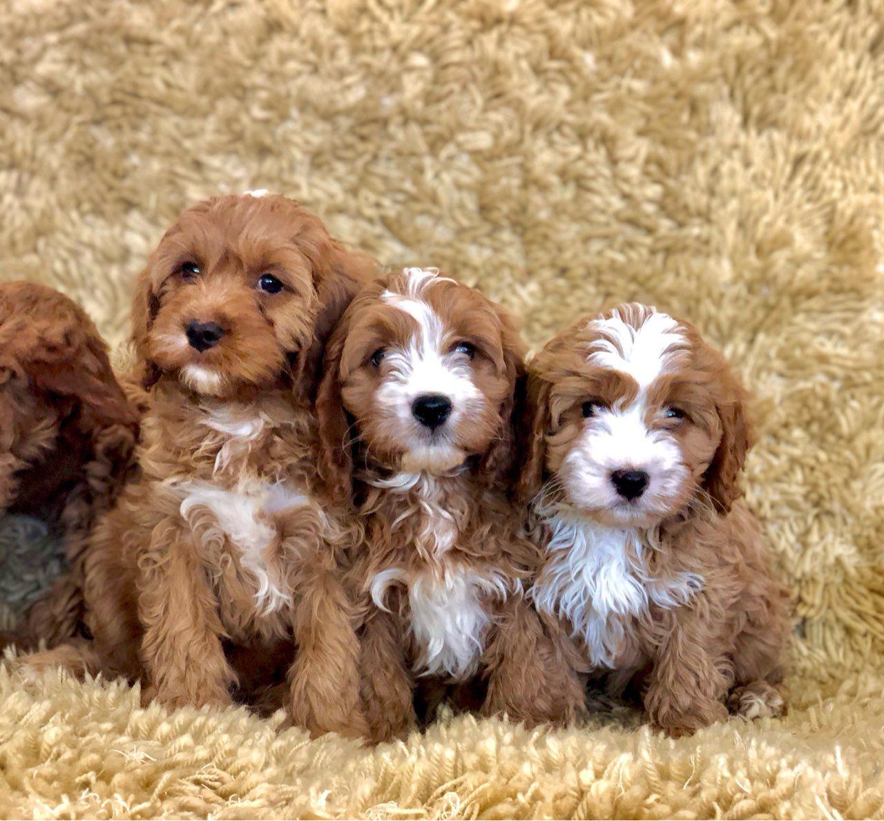 Cavapoo mladički