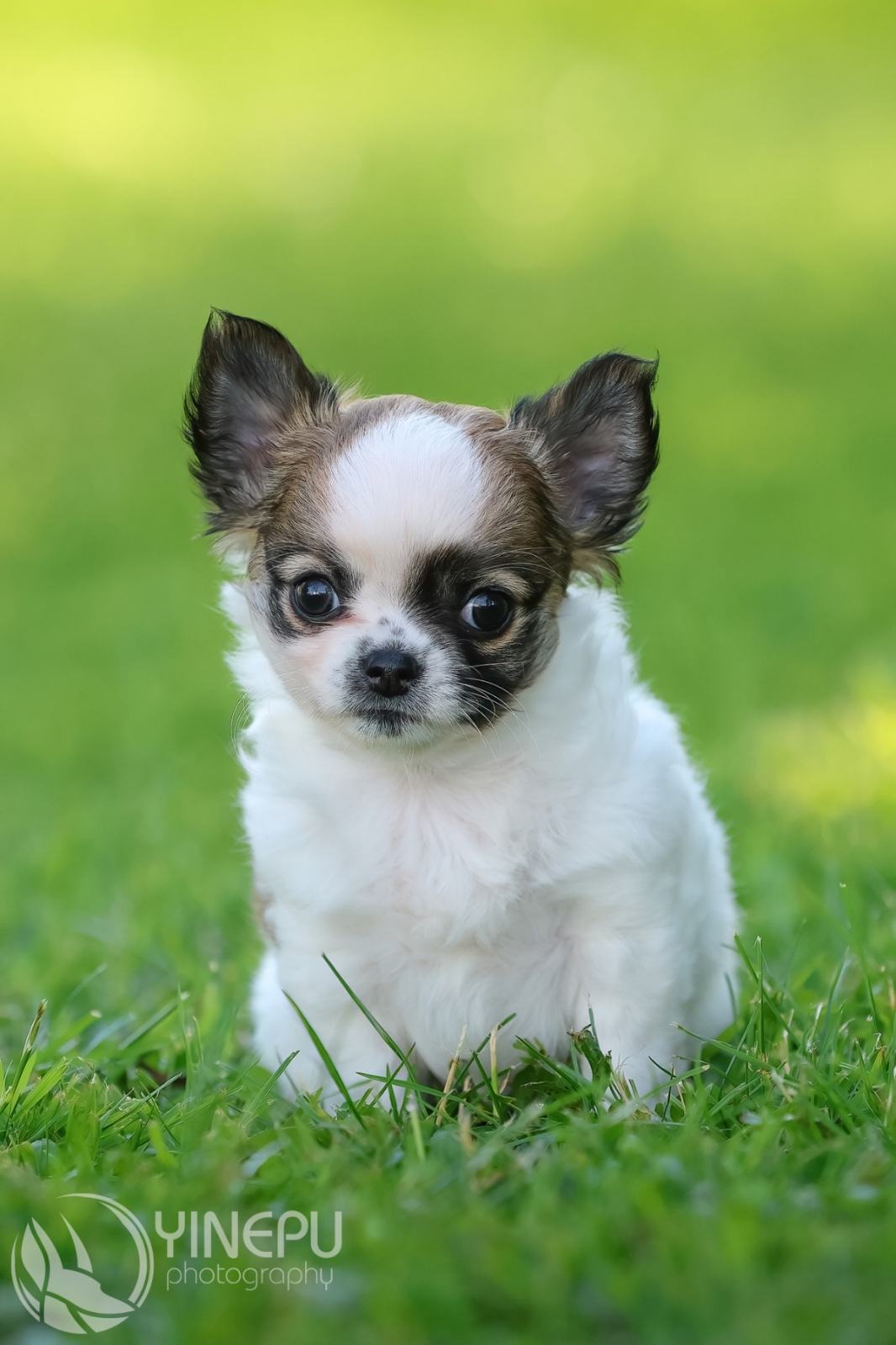 CHIHUAHUA - čivava dolgodlaka - rodovniški mladički
