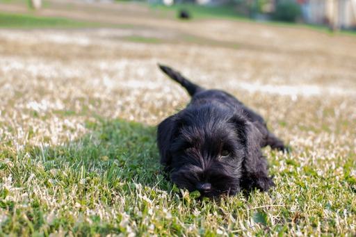 Črni pritlikavi šnavcer