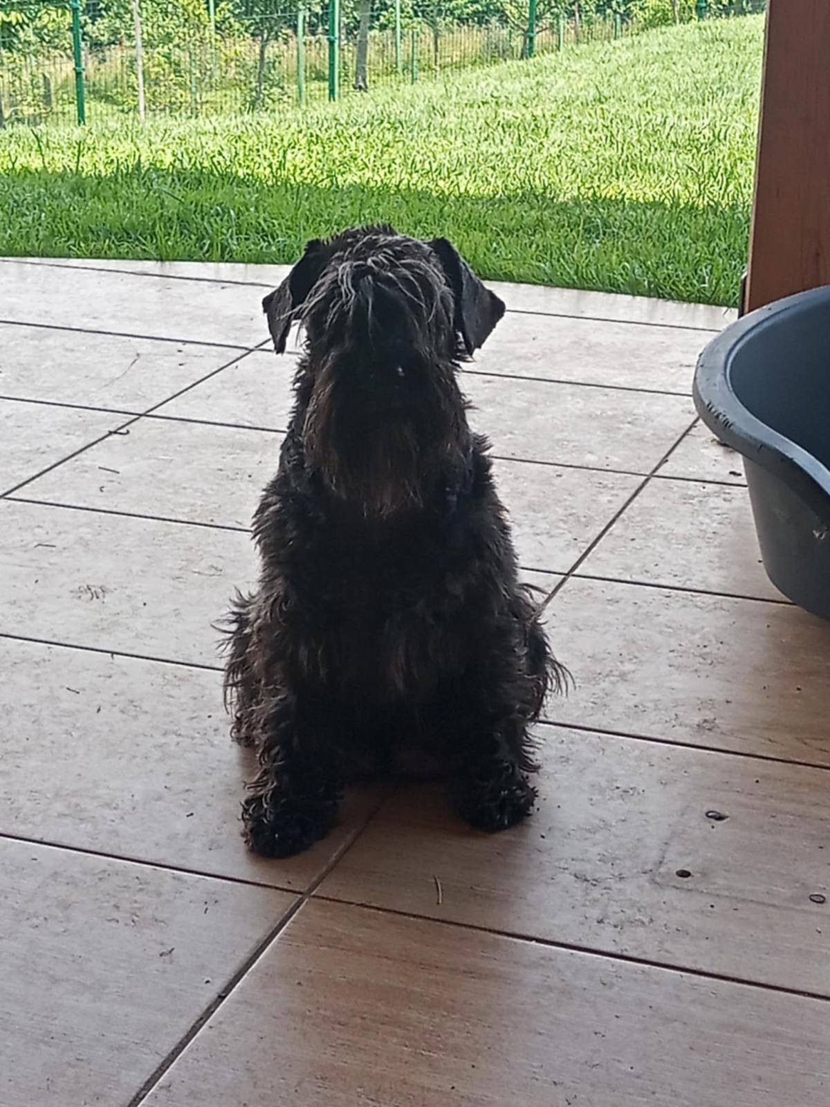 Črni pritlikavi šnavcer