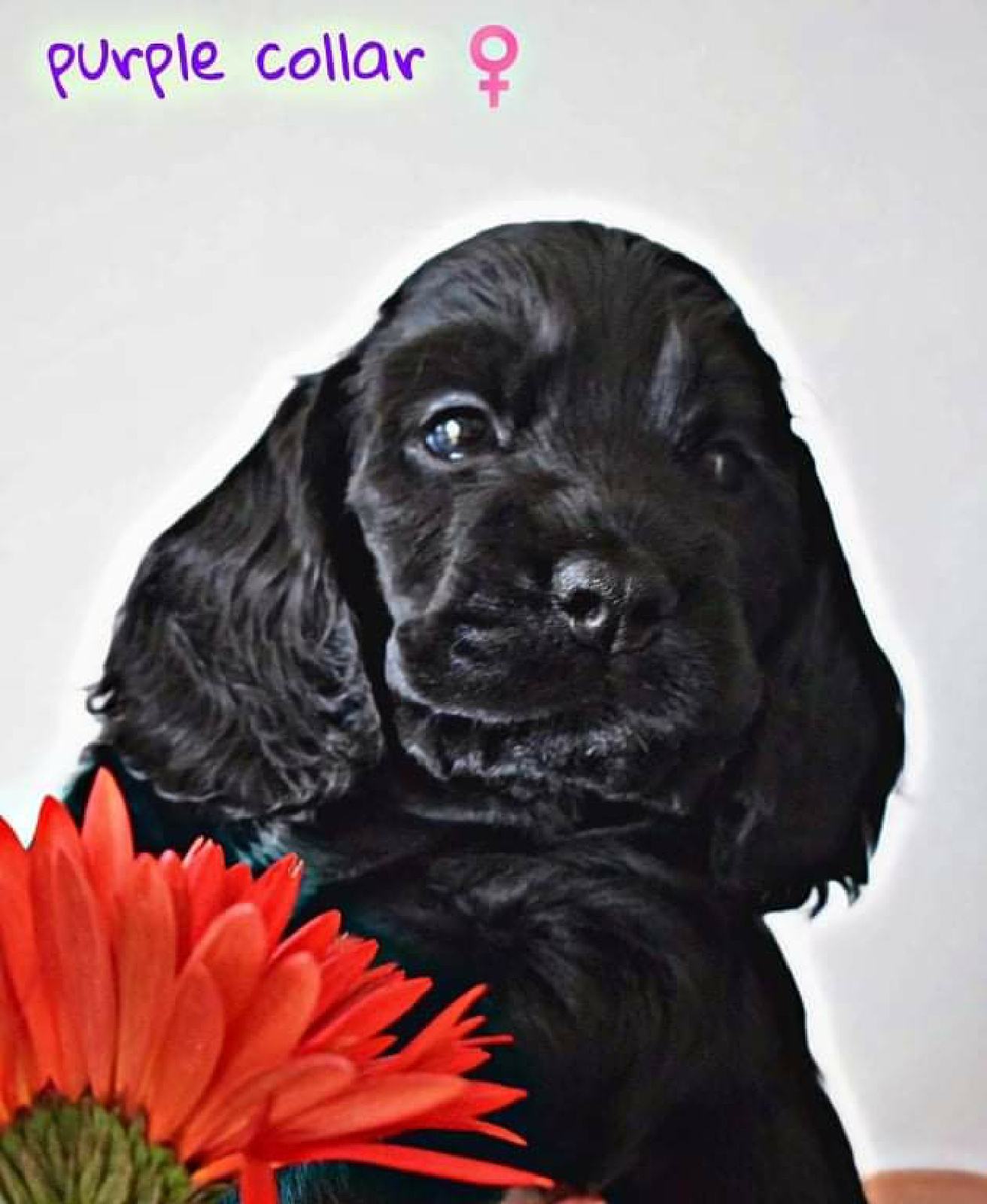English Cocker Spaniel