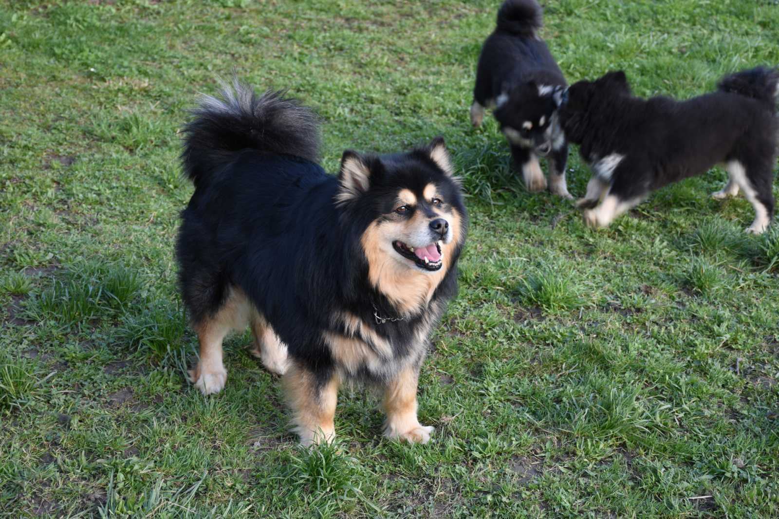 UGODNO --Finski Laponski pes samček iz vrhunskega legla