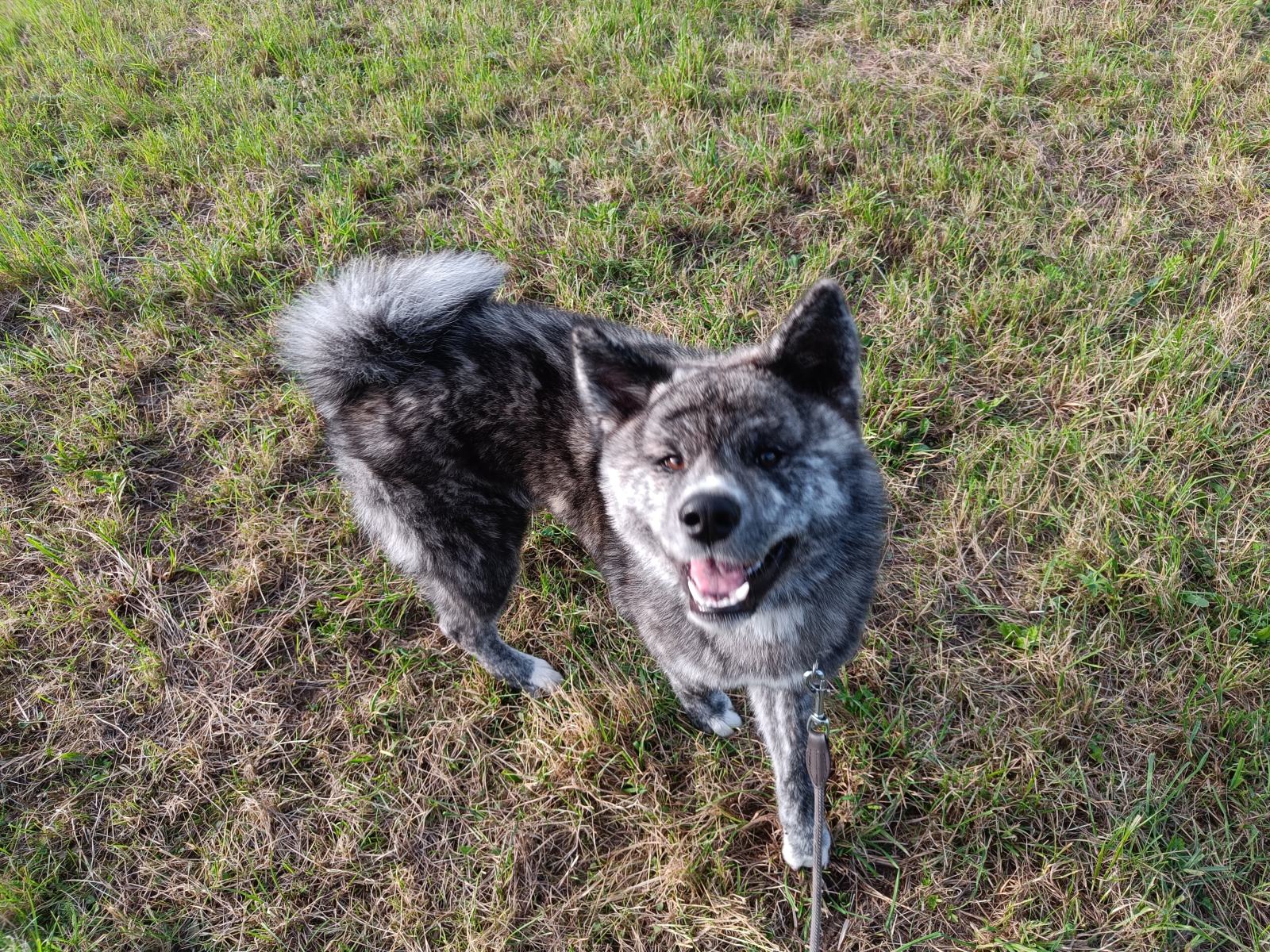 Japonska akita - Akita Inu star 1leto