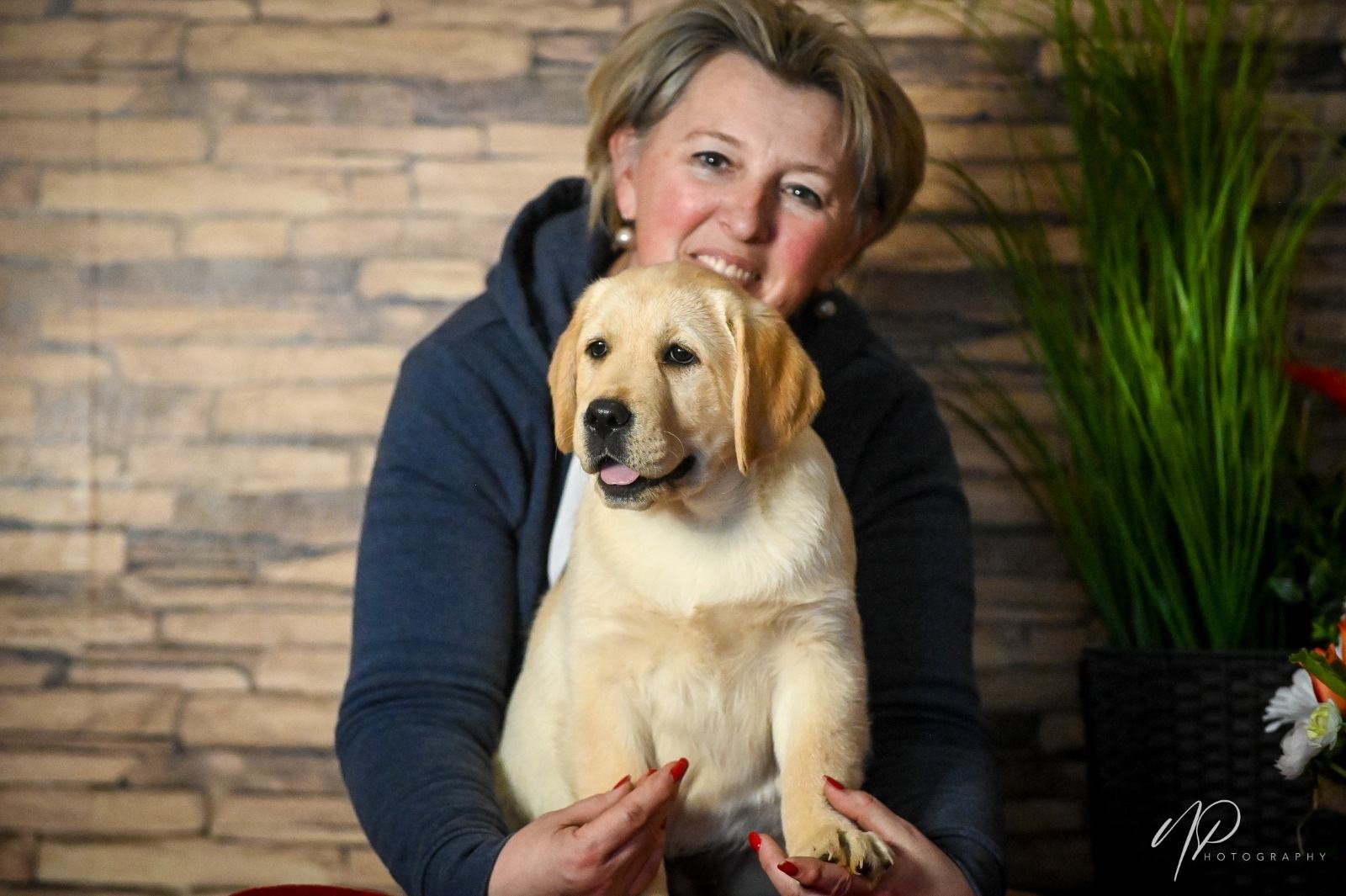 Labrador retriver čistokrvni štenci sa rodovnicom,SPREMNI ZA NOVI DOM