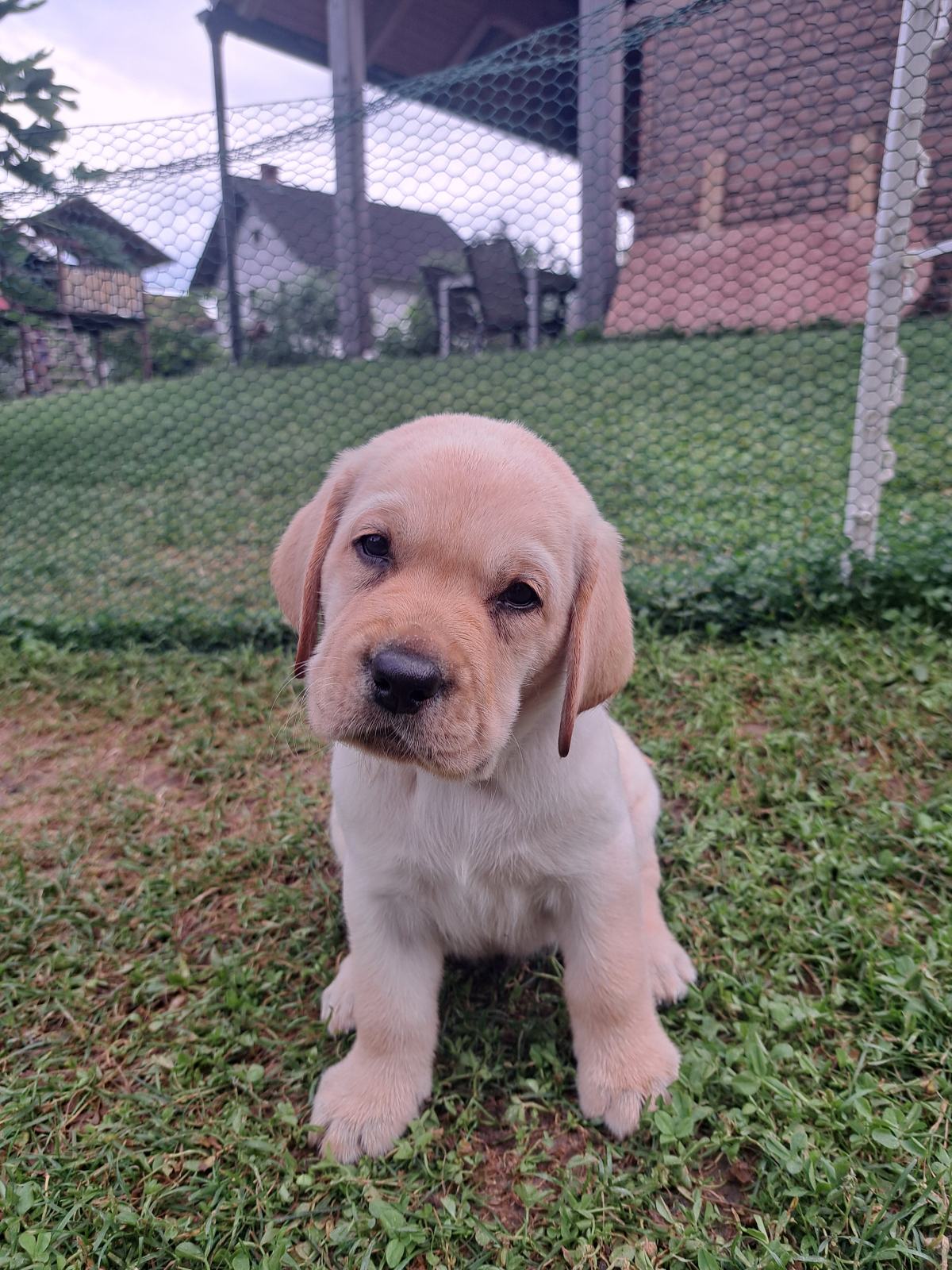 Labradorec z rodovnikom UGODNO