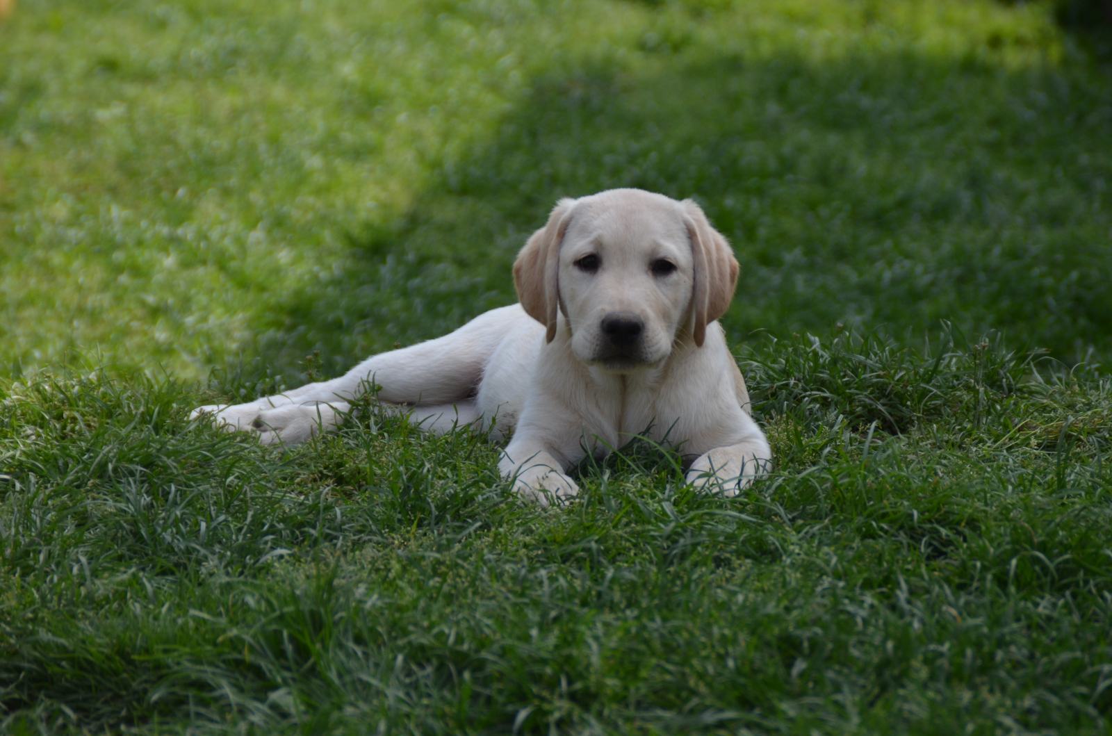 LABRADOREC rumene ali črne barve z rodovnikom
