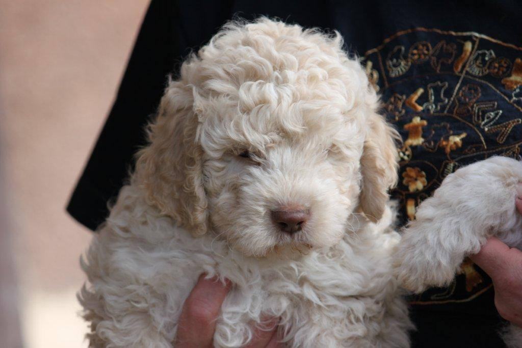 Lagotto Romagnolo (Romanski vodni pes).