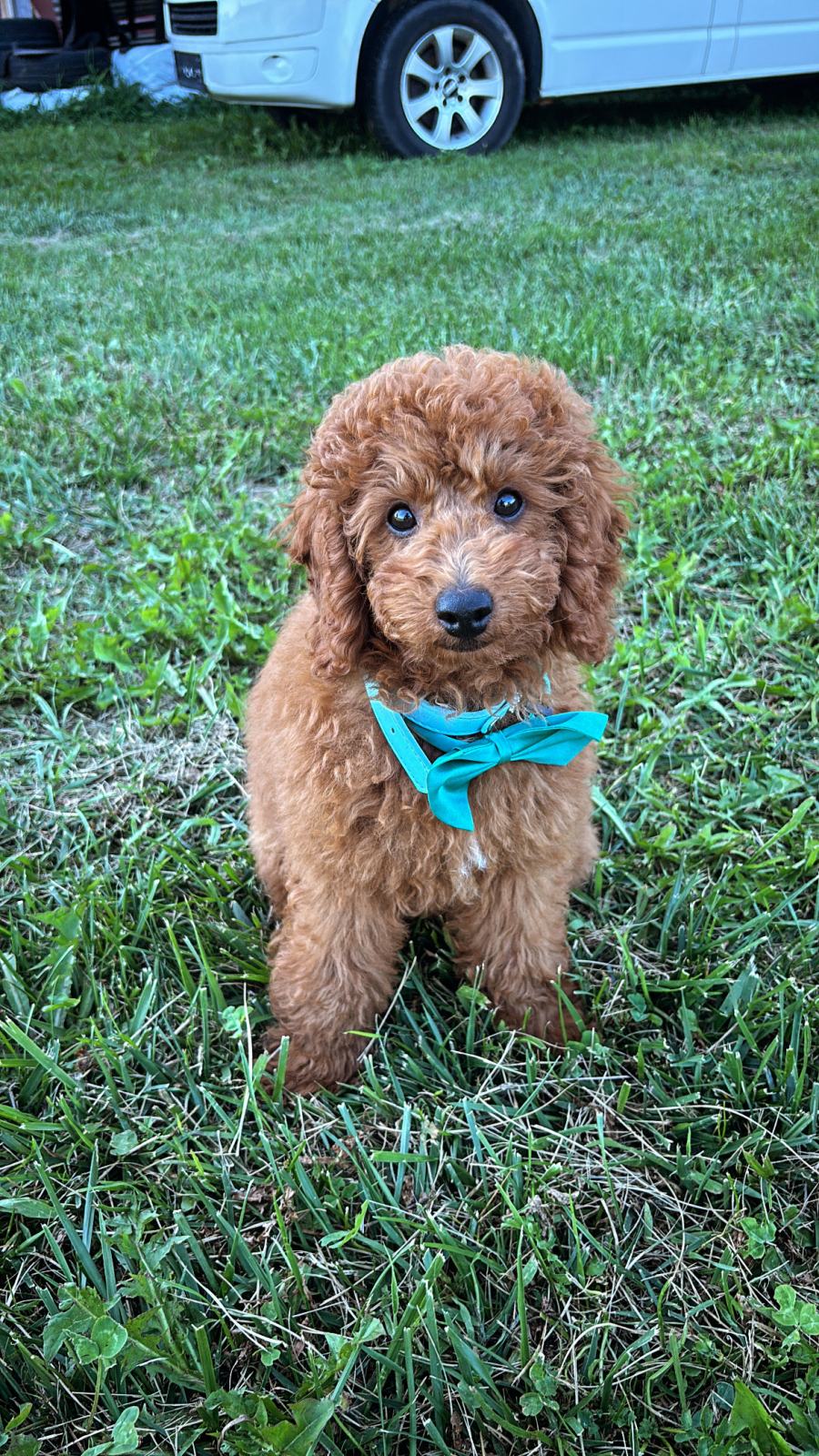 Mini poodle pudl pudelj