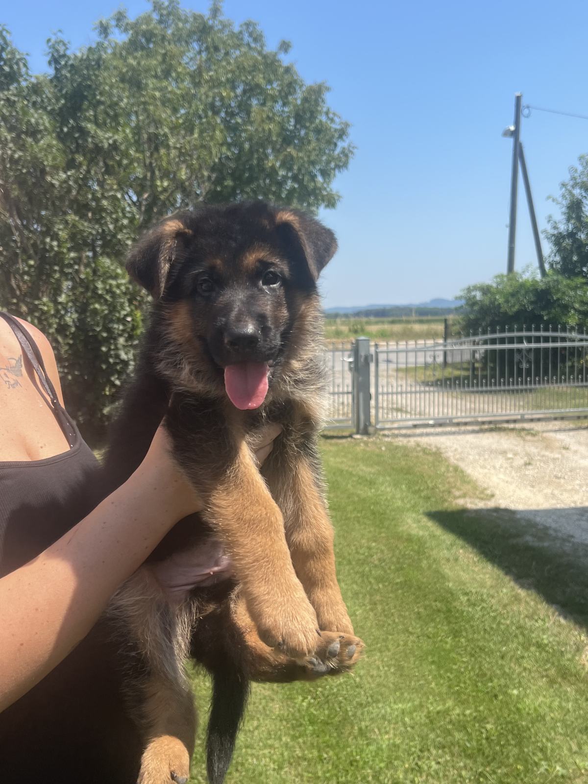 mladiči nemški ovčarji