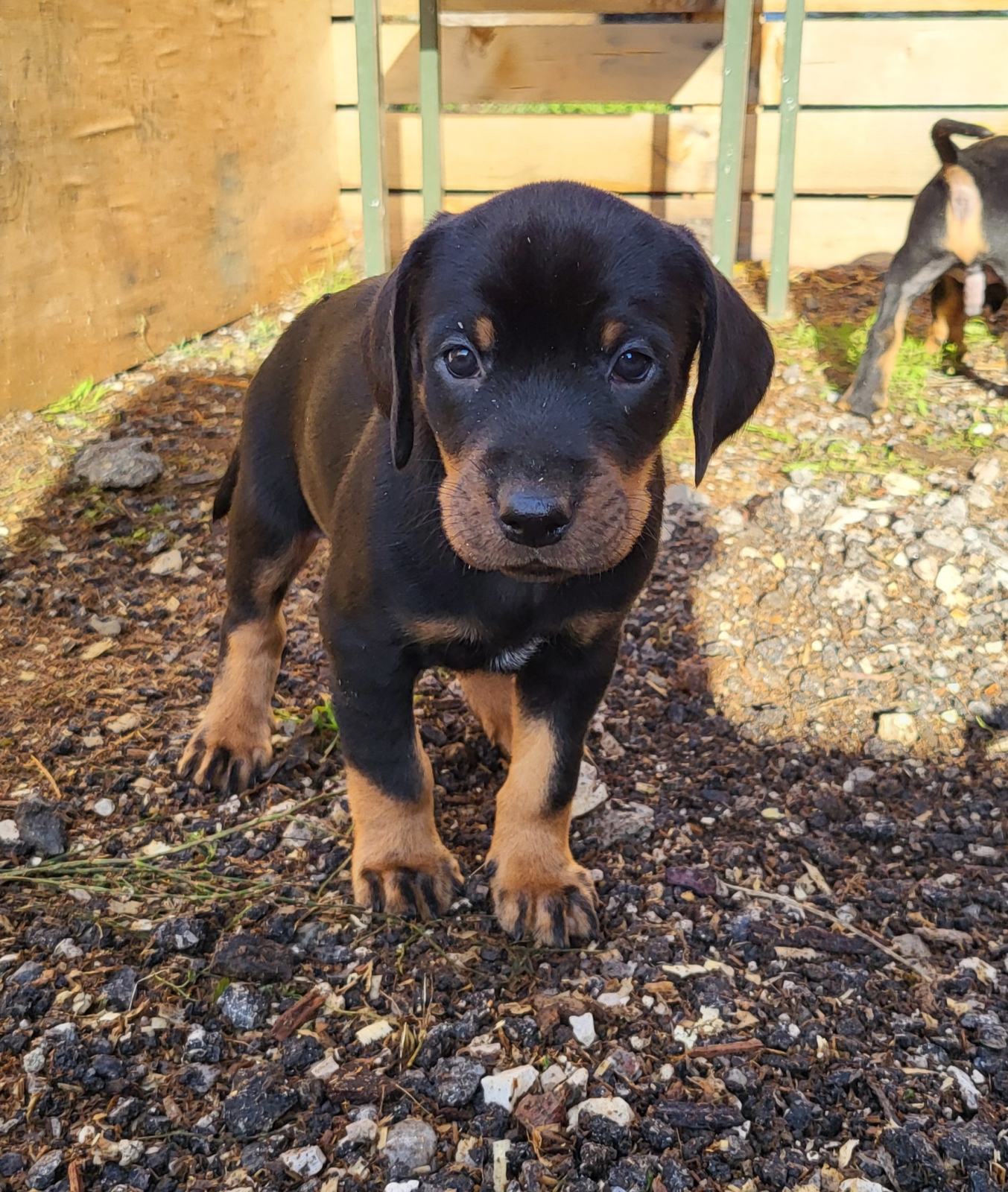 Mladički pasme brandl brak z rodovnikom