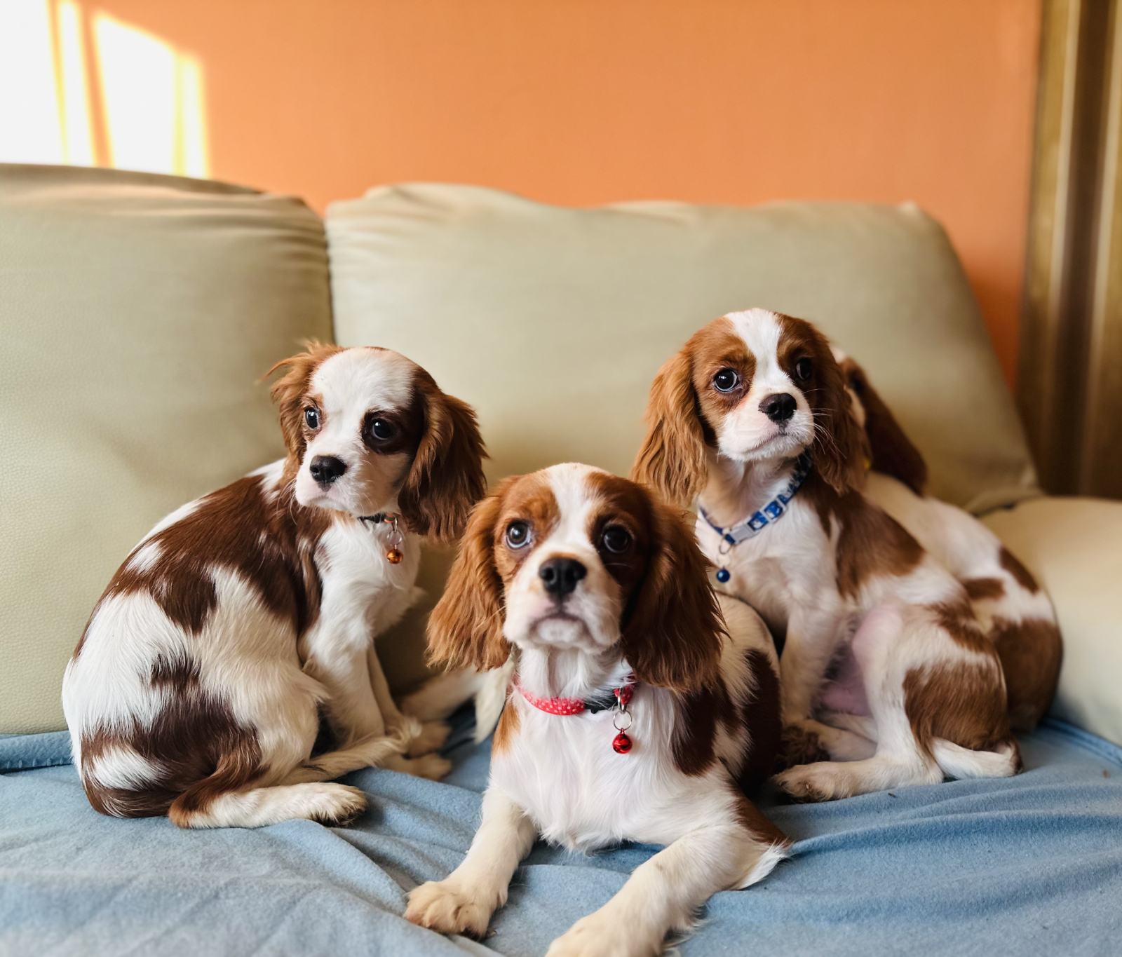 Mladički Cavalier King Charles španjela - FCI rodovnik