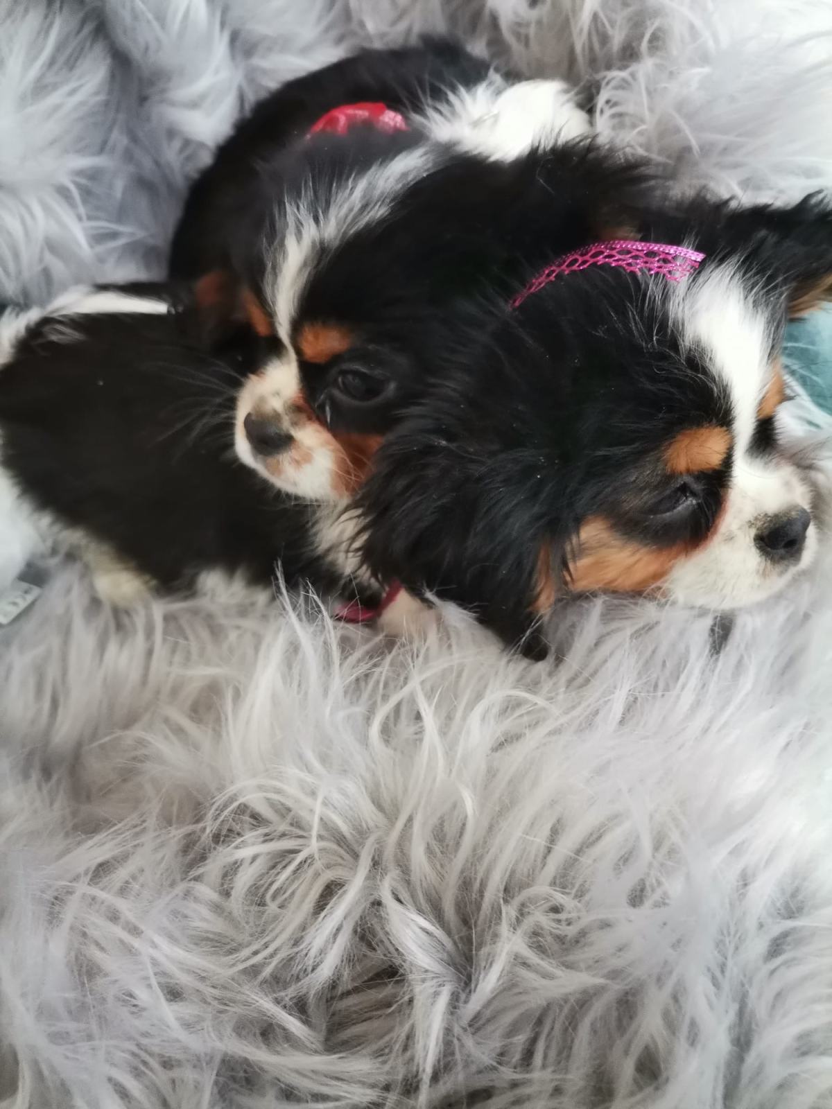Cavalier King Charles spaniela mladički - FCI rodovnik