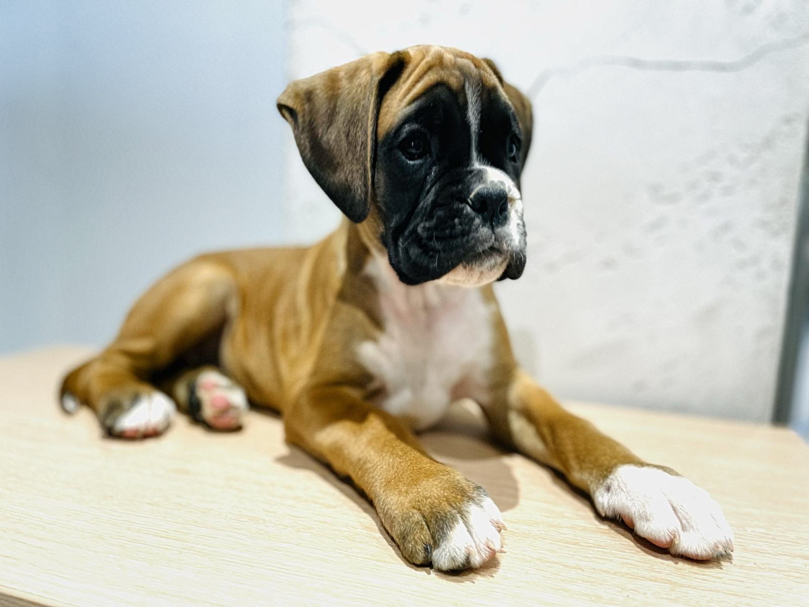 Mladički nemškega bokserja z rodovnikom, Njemački boxer