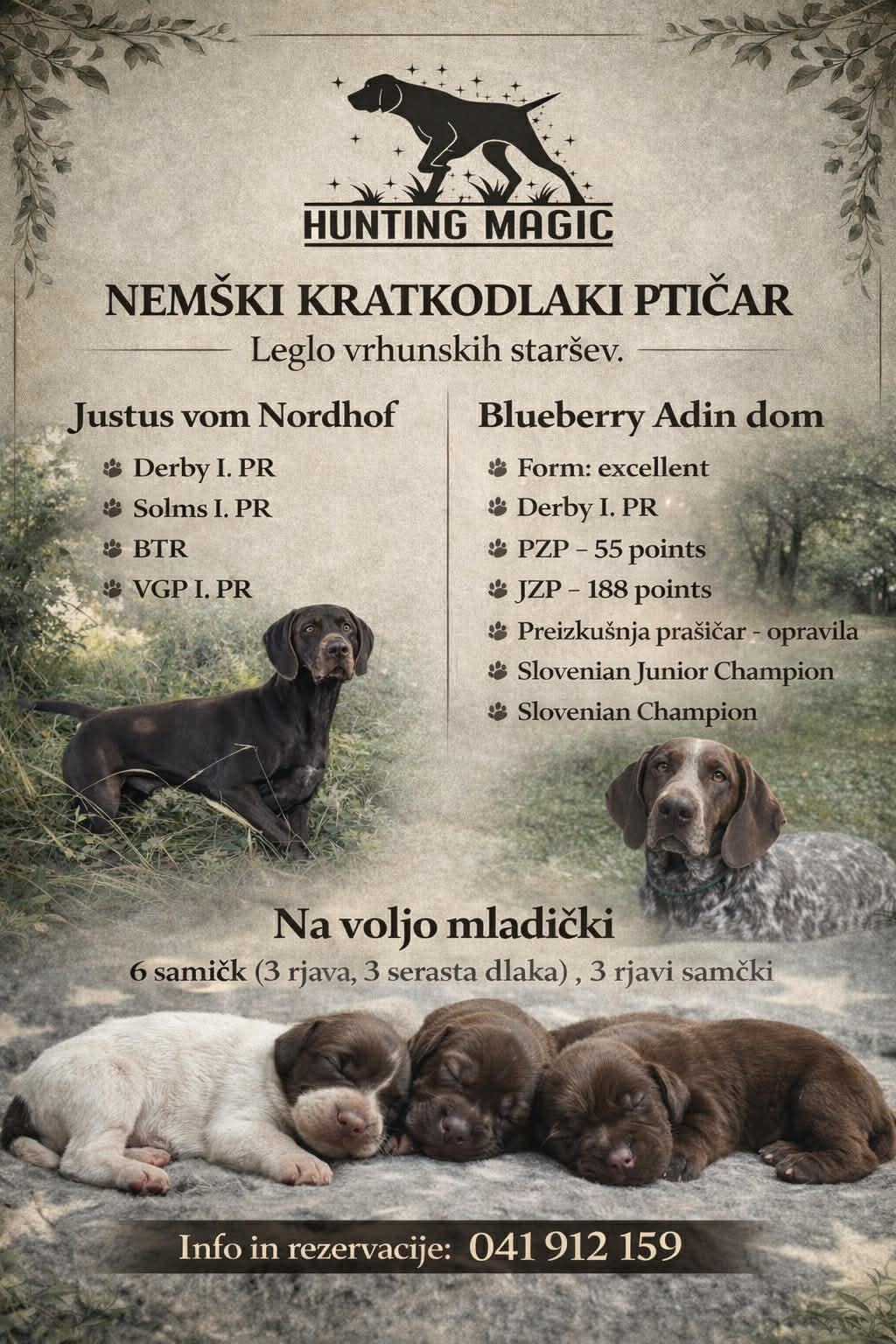 Mladički Nemški kratkodlaki ptičar