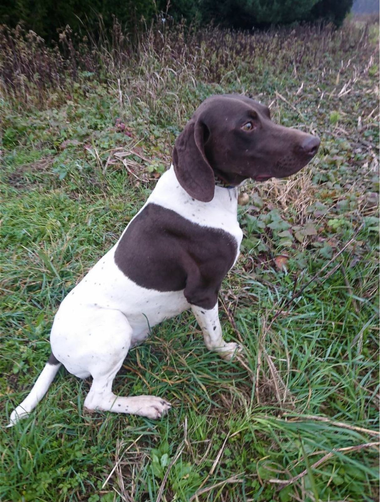 Čistokrvni kratkodlaki ptičar