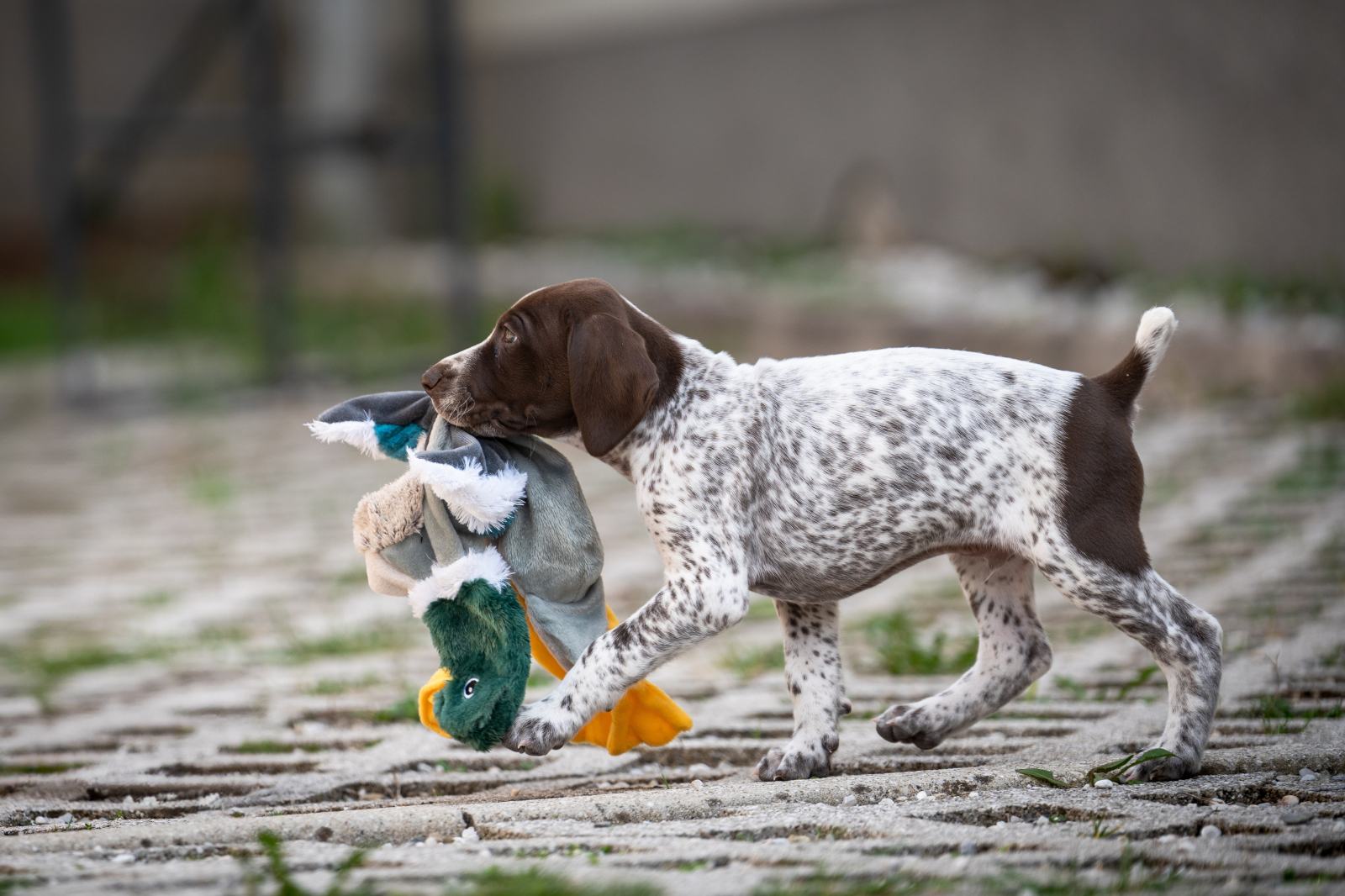 NEMŠKI KRATKODLAKI PTIČAR - ŠE 2 SAMČKA