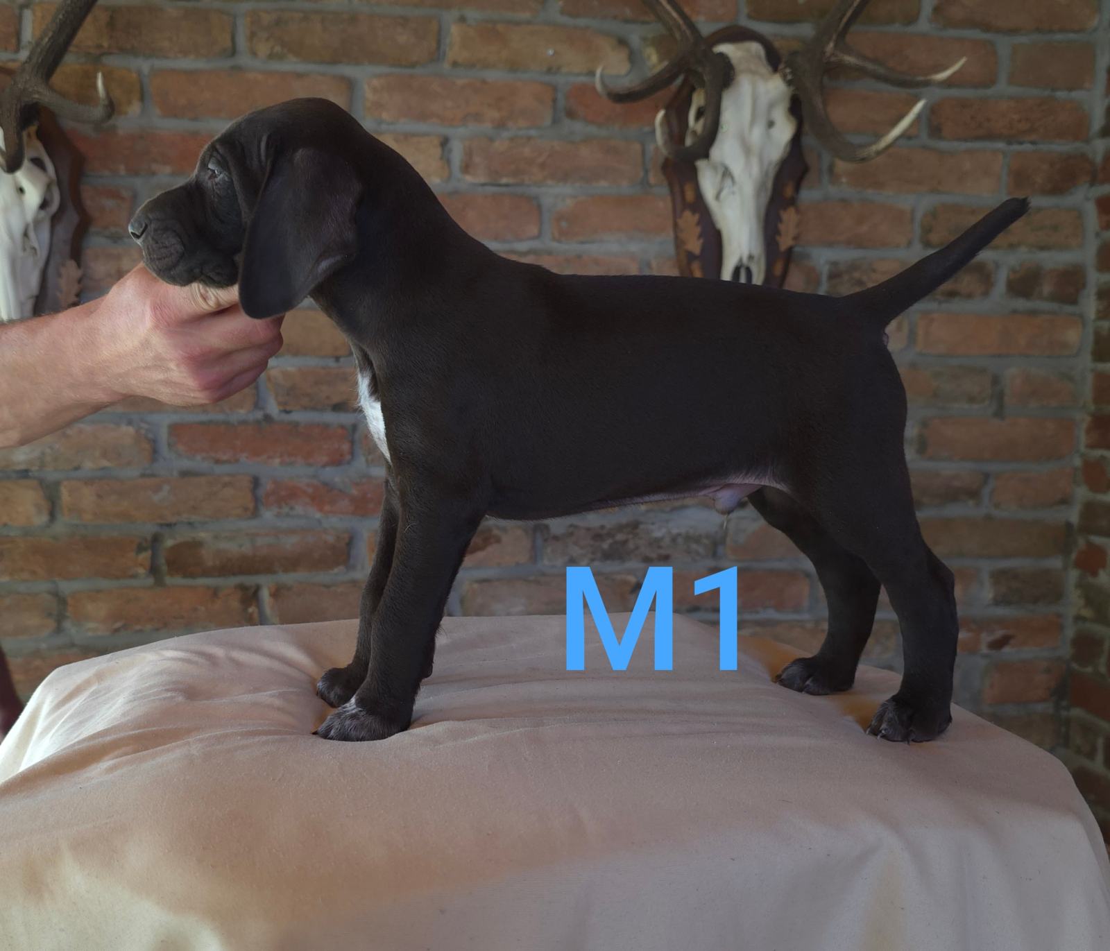 Njemački kratkodlaki ptičar