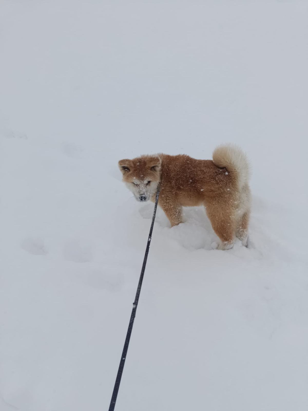 Pes Akita inu