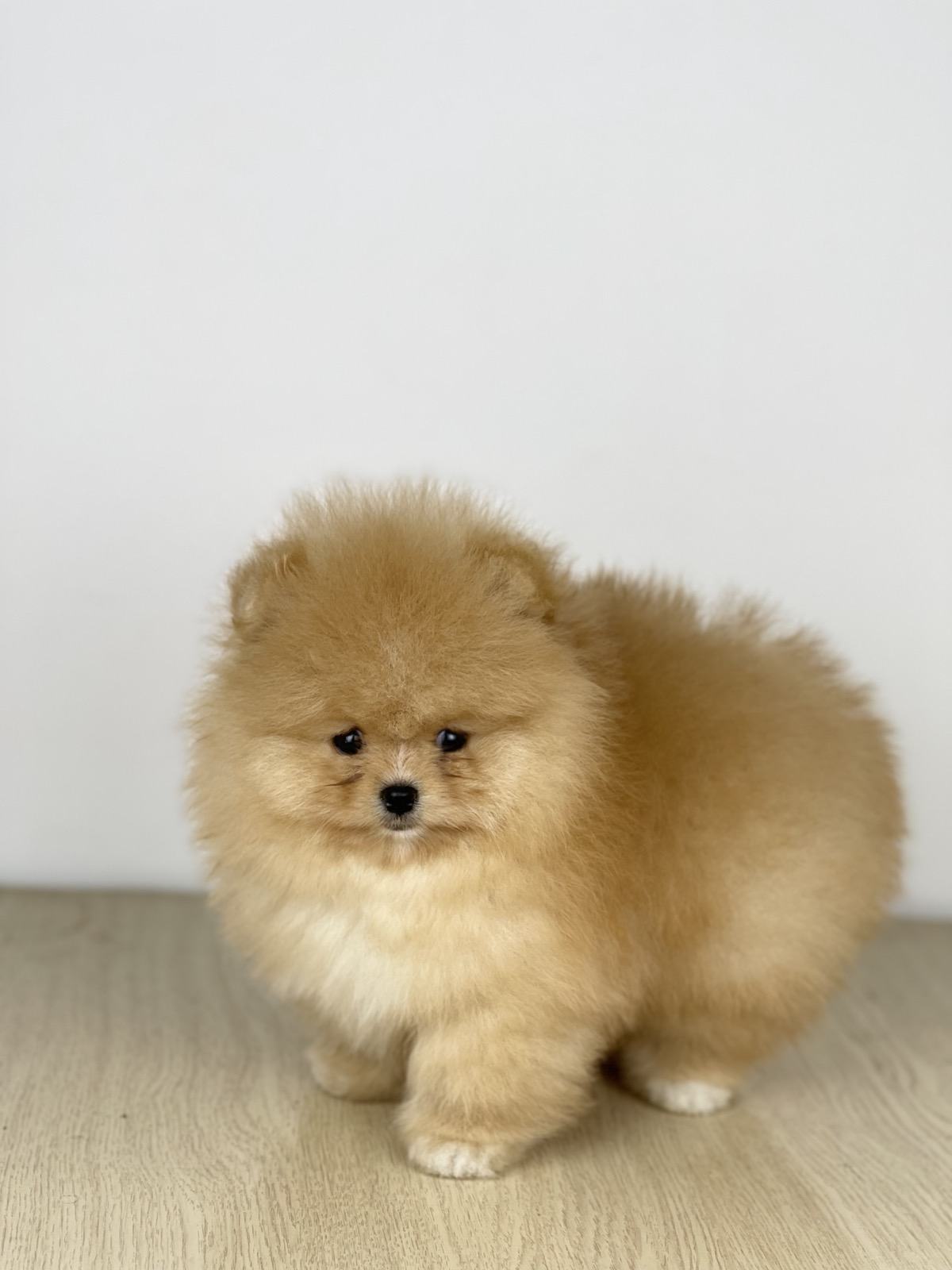 Pomeranac