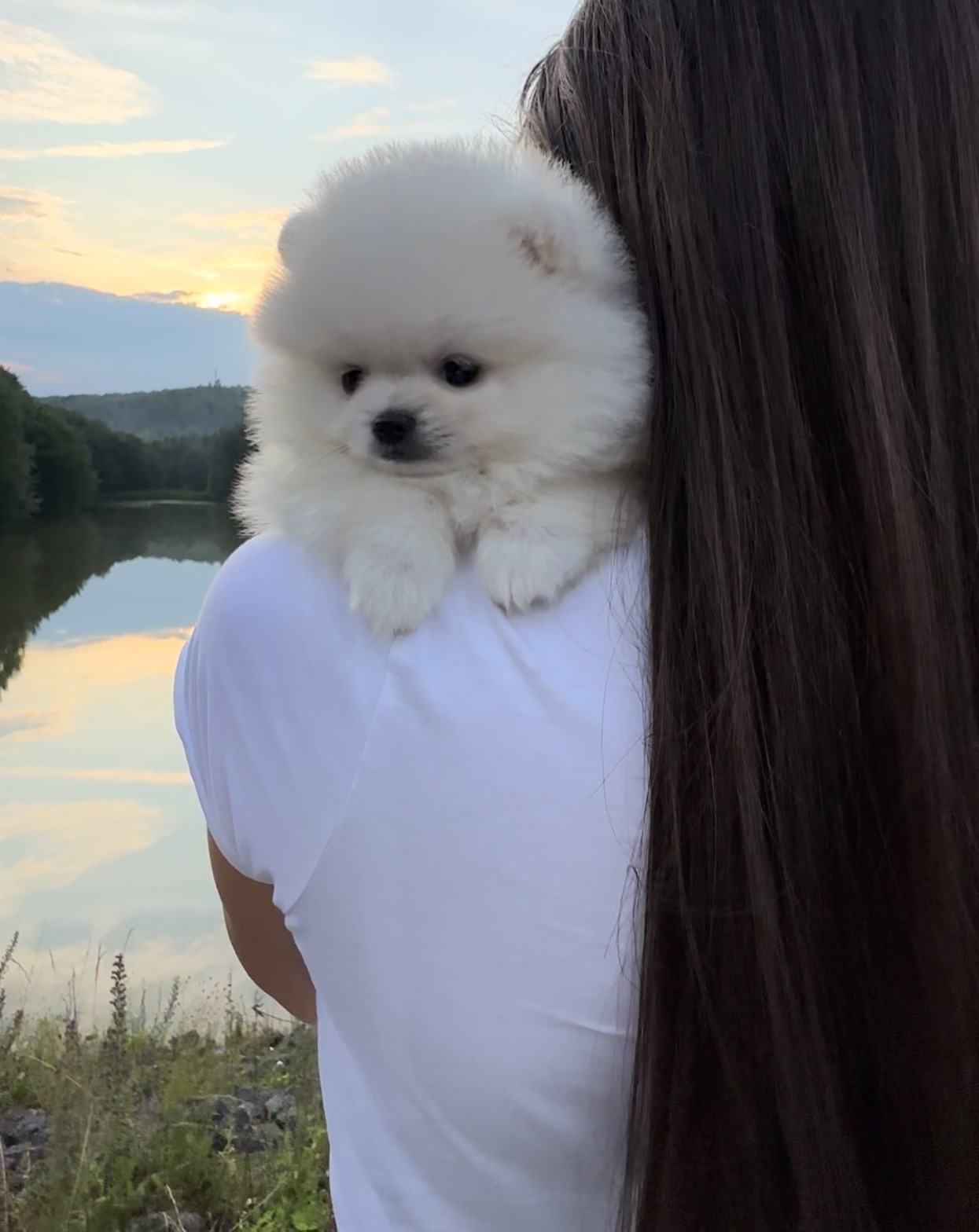 pomeranec (BOO), garancija na velikost