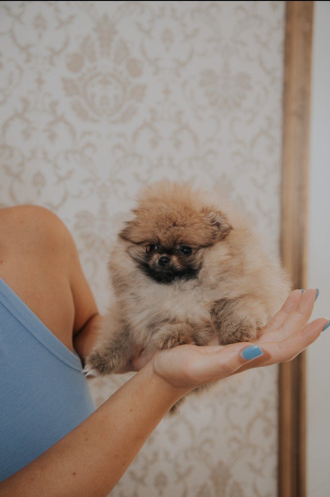 Pomeranec Pomeranac Boo Pomeranski Špic