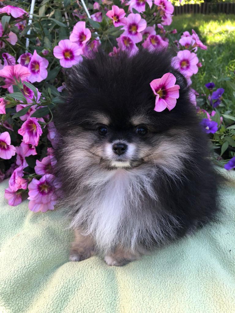 Pomeranian - POMERANEC - BOO ... MINI varijanta