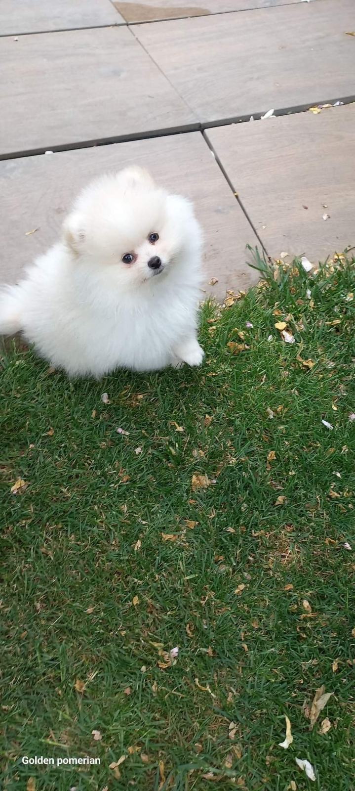 Pomeranian - POMERANEC - BOO ... MINI varijanta