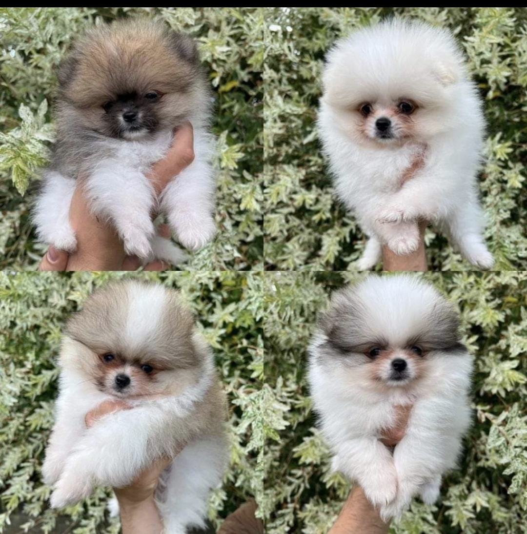 Pomeranian - POMERANEC - BOO ... MINI varijanta