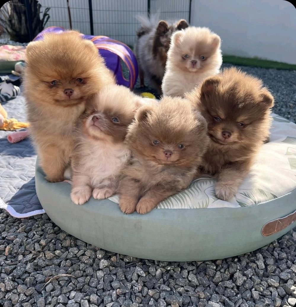 Pomeranian - POMERANEC - BOO ... MINI varijanta