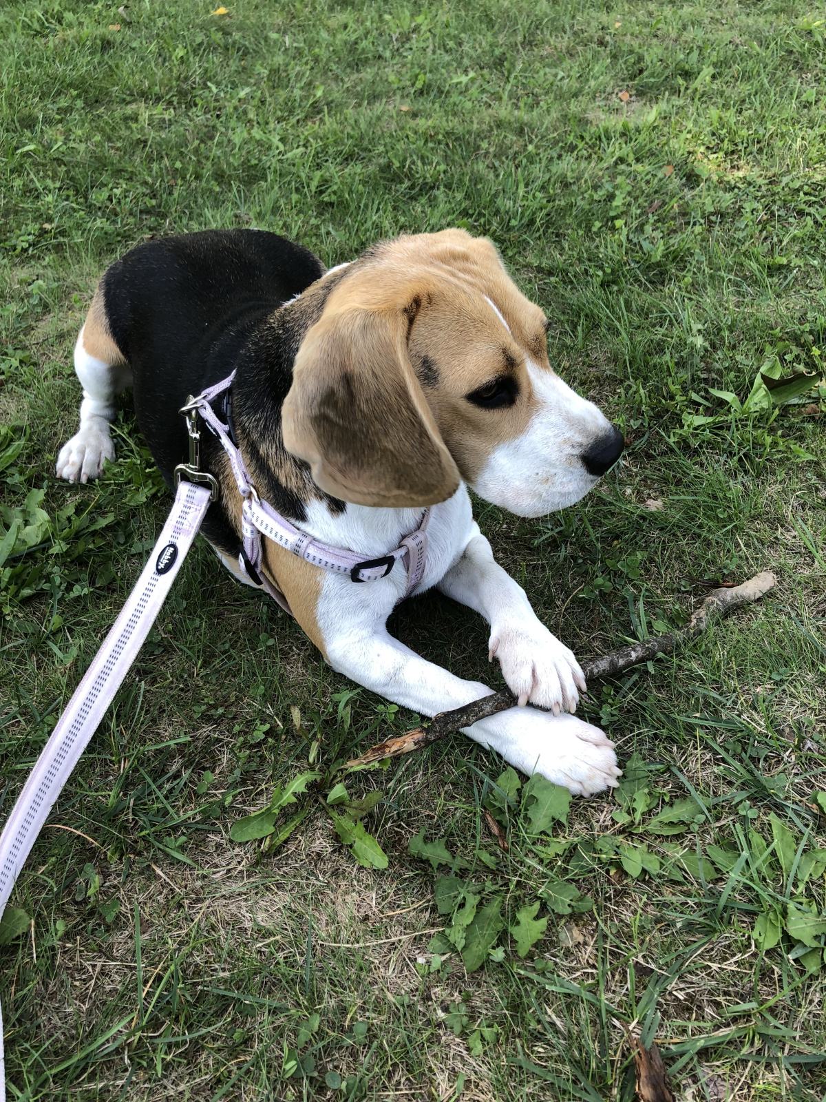 Prijazna psička pasme beagle išče lastnika