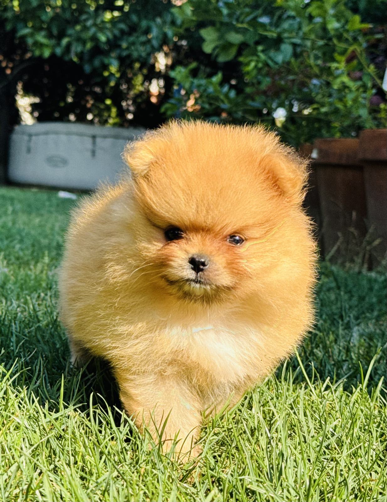 Pritlikavi nemški špic (Pomeranec) / German Toy Spitz (Pomeranian)