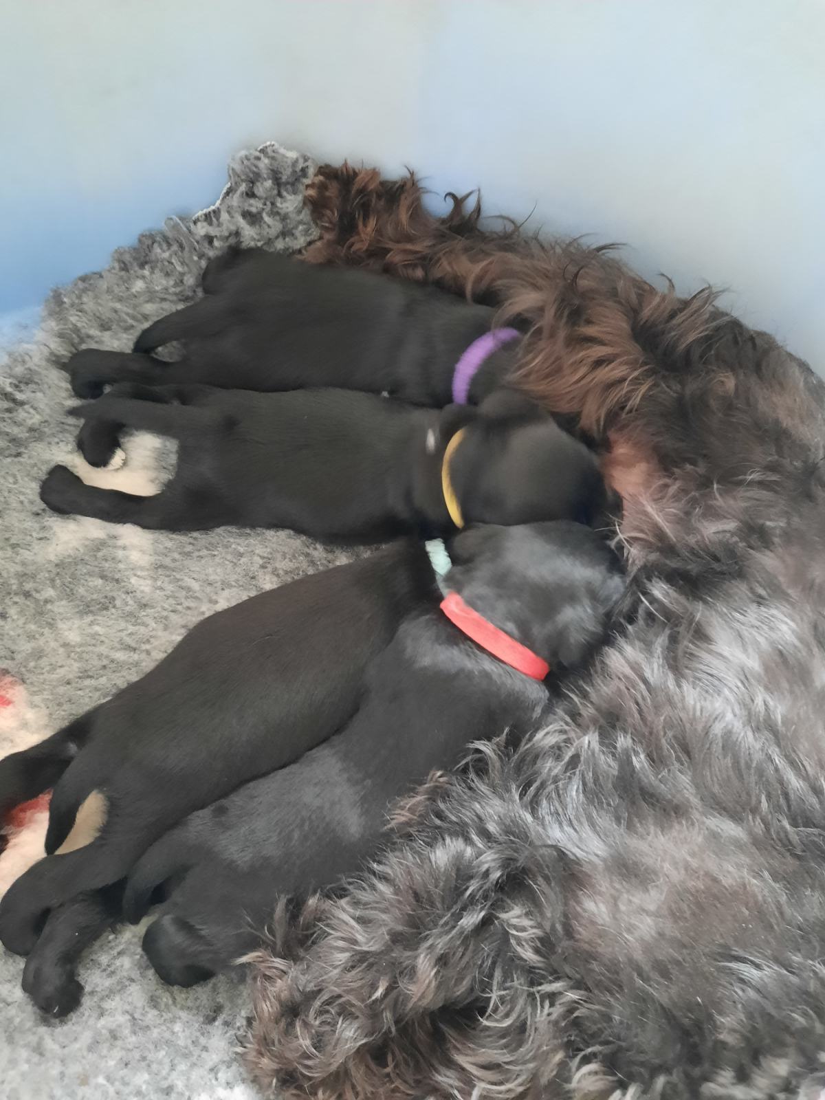 Pritlikavi šnavcer črni