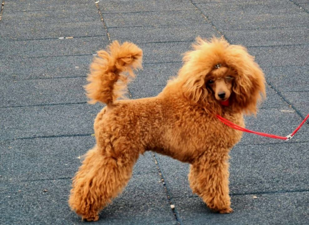 Pudelj toy