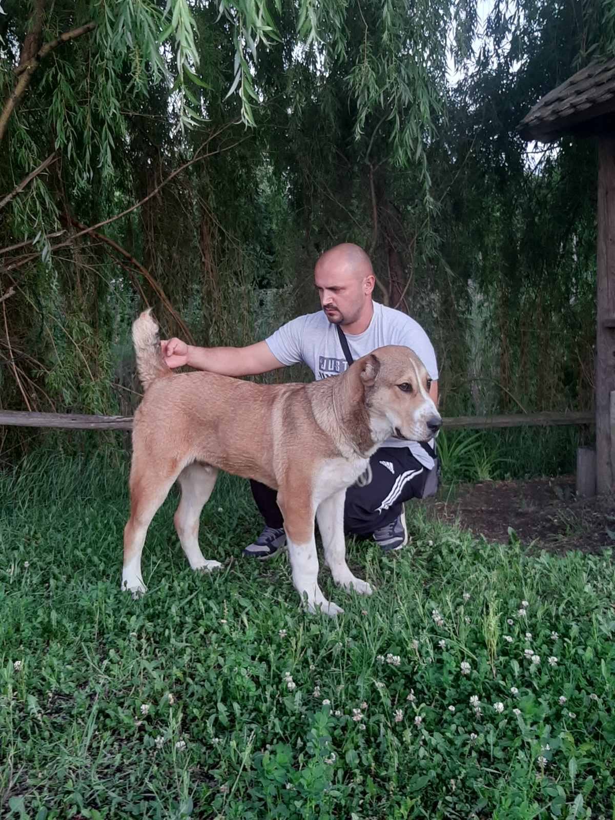 Srednje azijski ovčar - Azijat