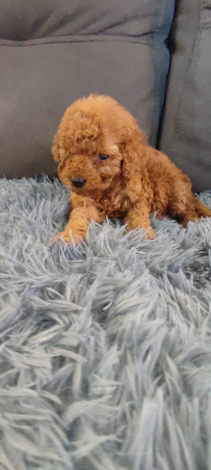 toy pudelj- pudla crvena pudla