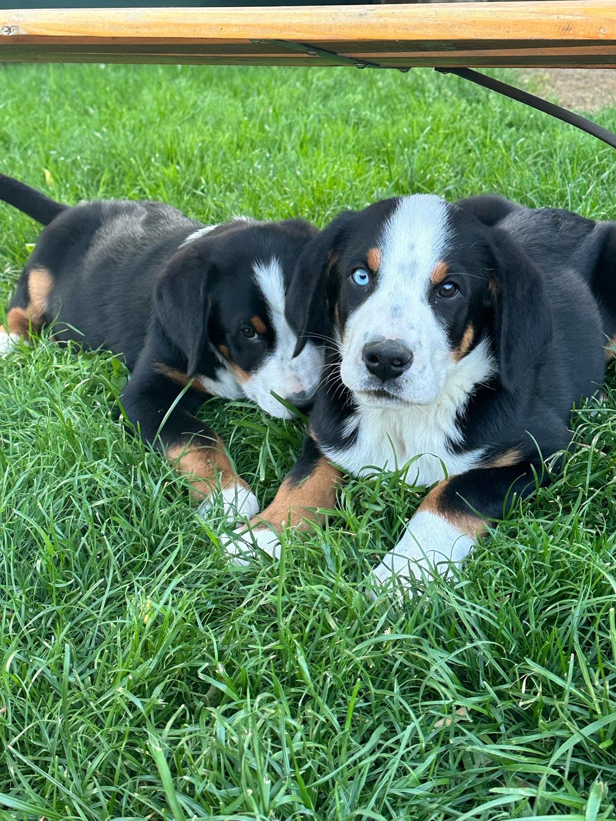 Veliki Švicarski Planinski Pas