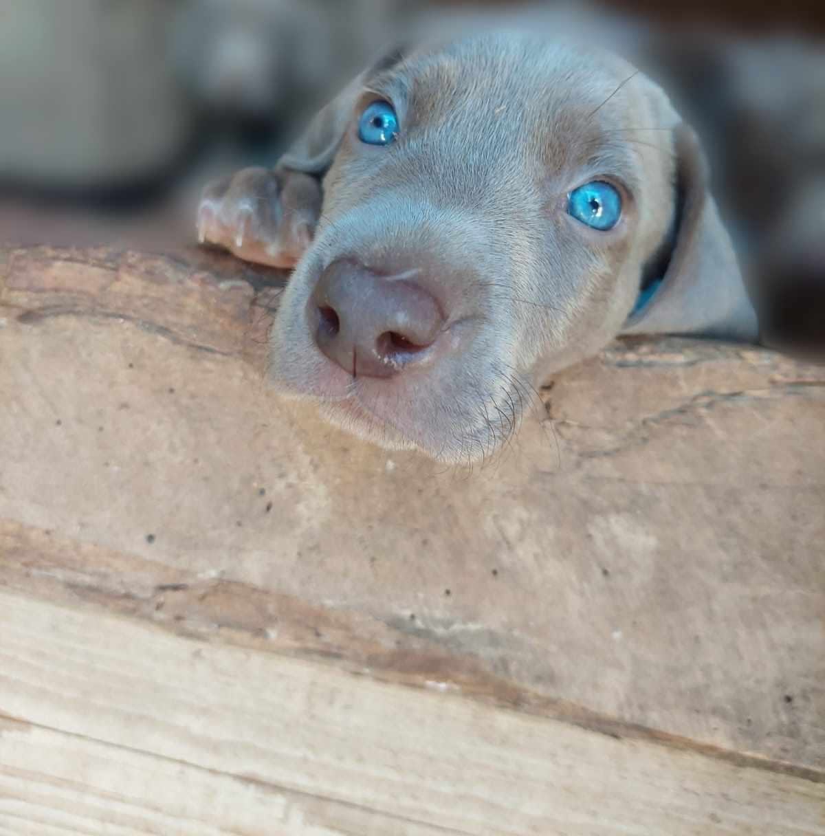 Weimaraner stenci (Vajmarski pticar)