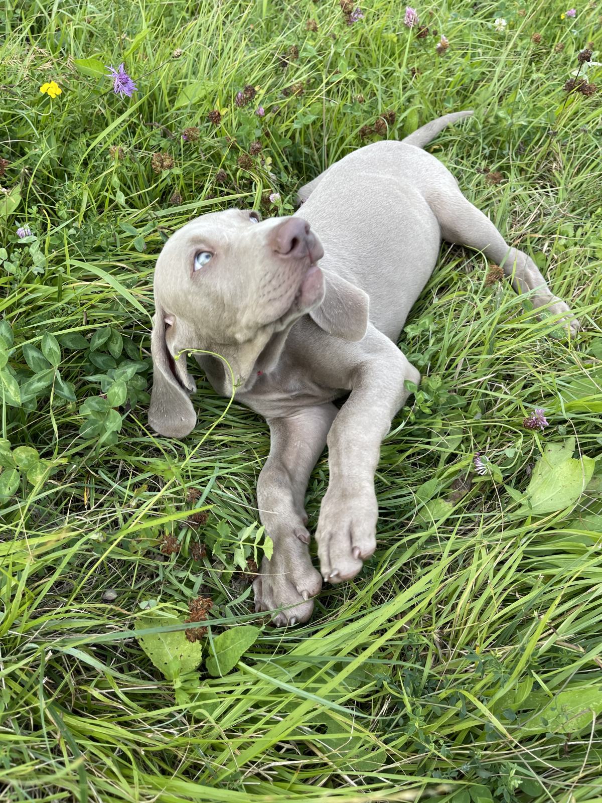 Weimarski ptičar, mladički