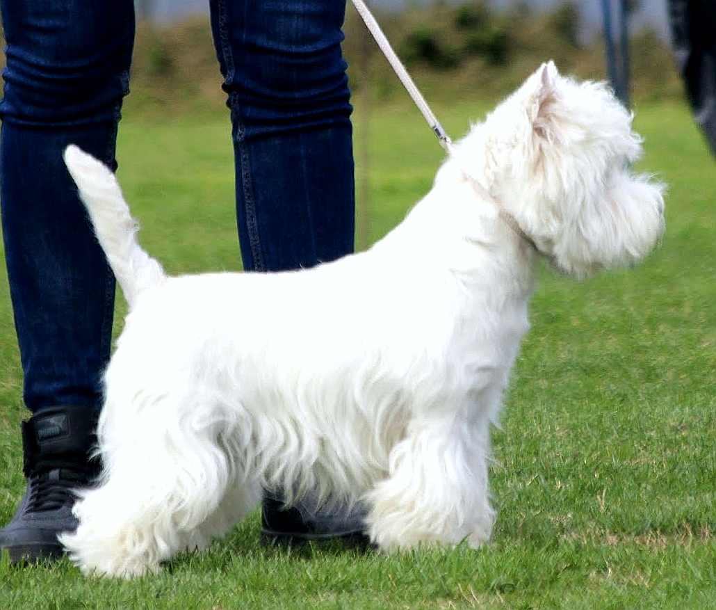 West highland white ierrier - WESTI